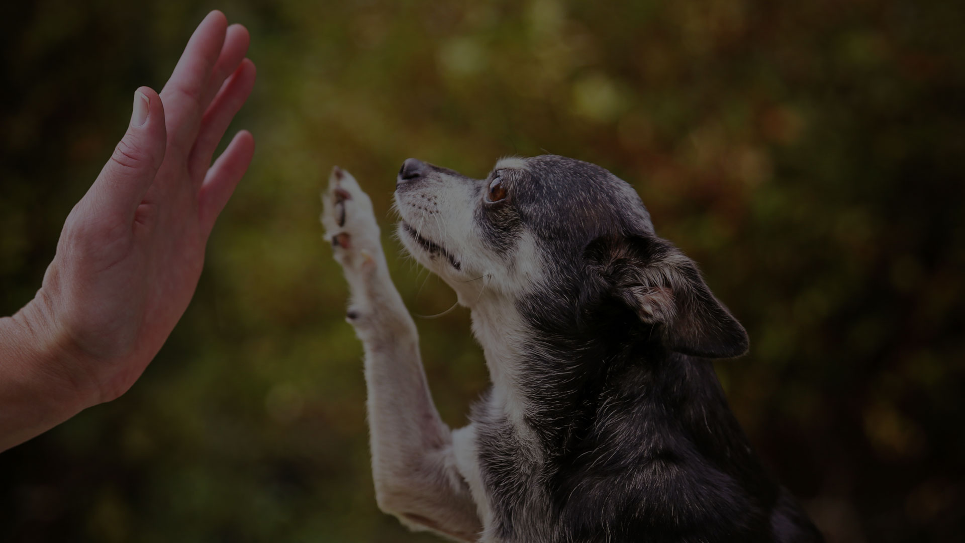 Team - Vet in Kokomo | Northeast Animal Clinic